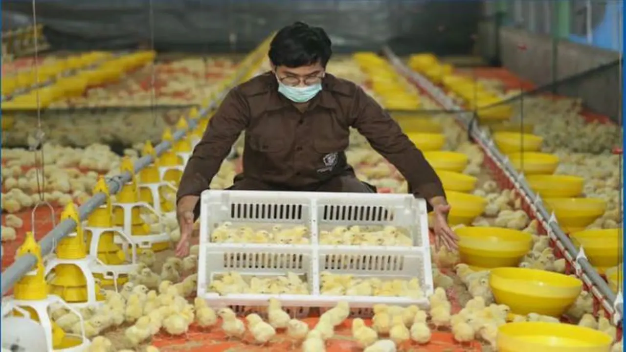 Profil Charoen Pokphand Indonesia, Emiten Produsen Pakan Ternak dan ...