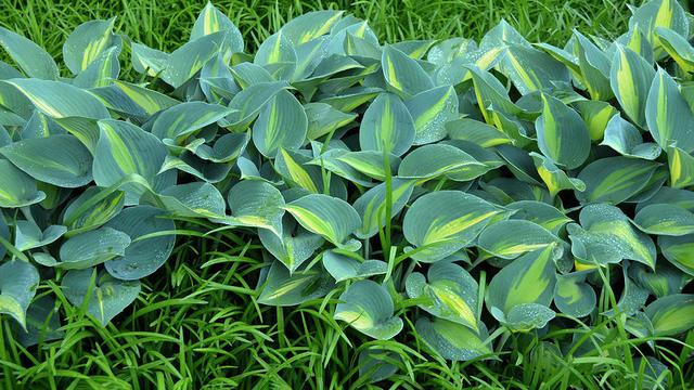 6 Pilihan Bunga Segar Terbaik untuk Ditanam di Pot, Bisa Percantik ...