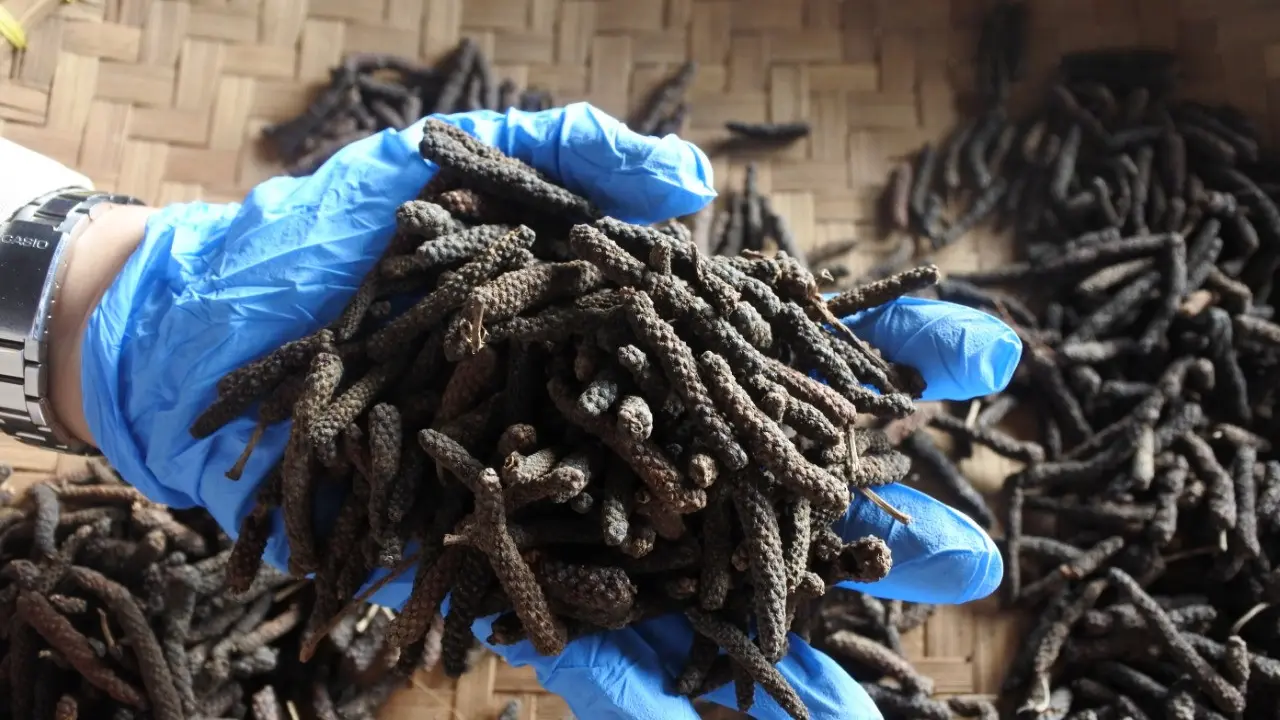 Mengenal Cabai Jawa, Bahan Membuat Jamu yang Punya Banyak Khasiat ...