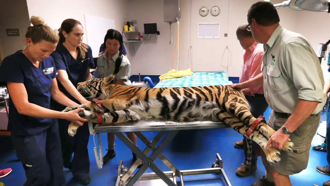 Tingkat Stres Tinggi dan Upah Rendah, Dokter Hewan di Australia ...