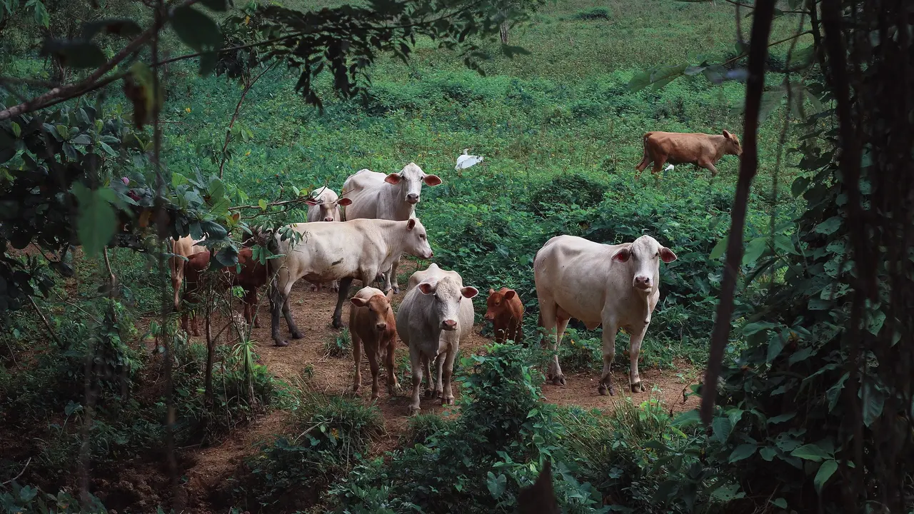 9 Jenis Sapi Potong Terbaik dengan Kualitas Daging Unggulan - Citizen6 ...