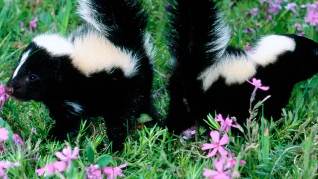 Dari Menyengat hingga Busuk, Ini 8 Hewan yang Gunakan Bau sebagai ...