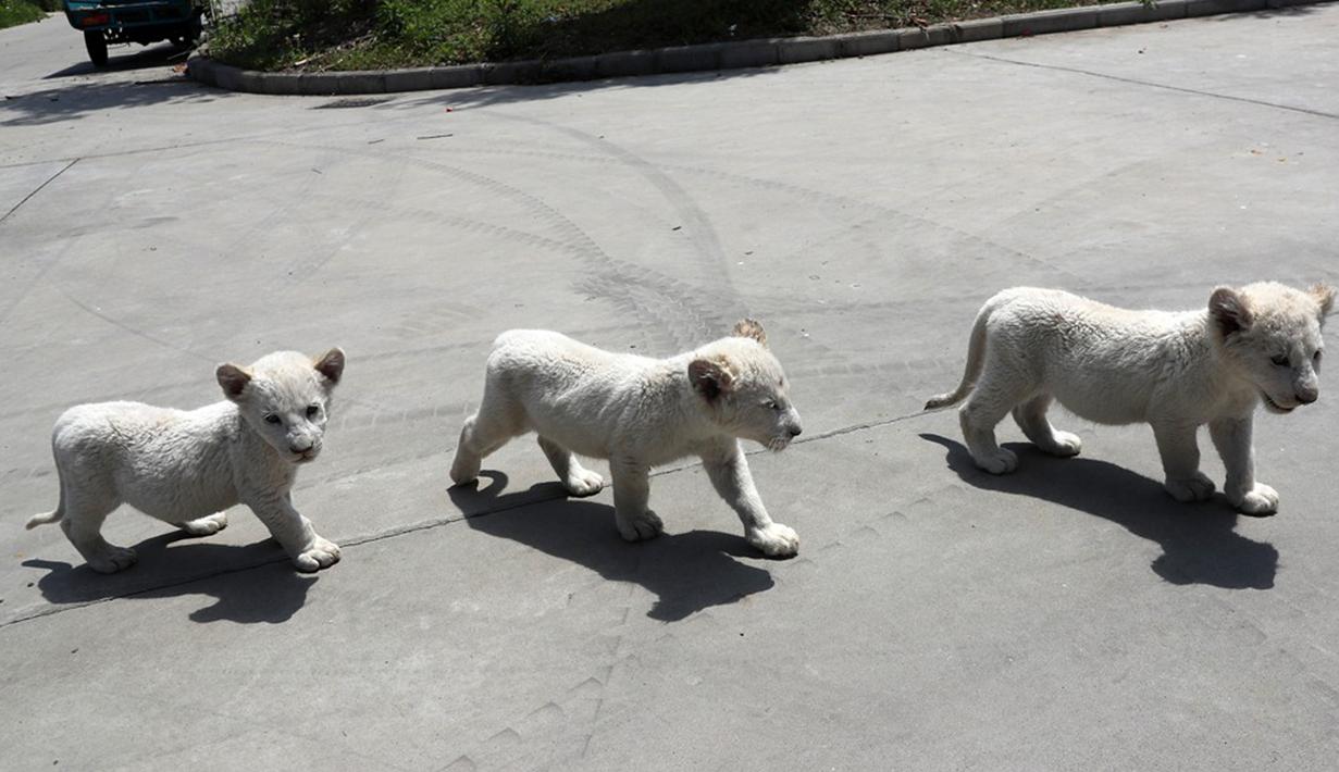 FOTO: Debut Bayi Singa Putih Kembar Tiga di China - Foto Liputan6.com
