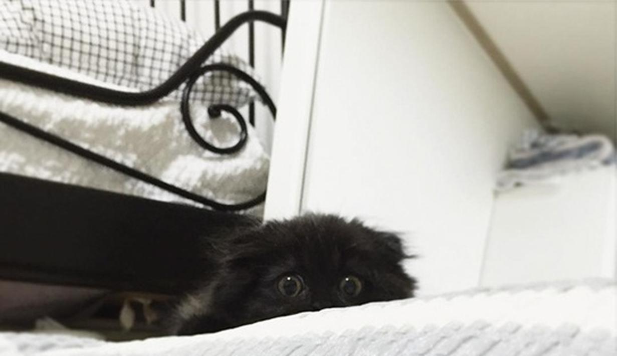 Potret Cakep Gimo: Kucing Dengan Mata Super Besar dan Bulat - Photo ...