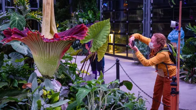 Bunga Bangkai Langka Asli Sumatra Mekar di San Diego California ...