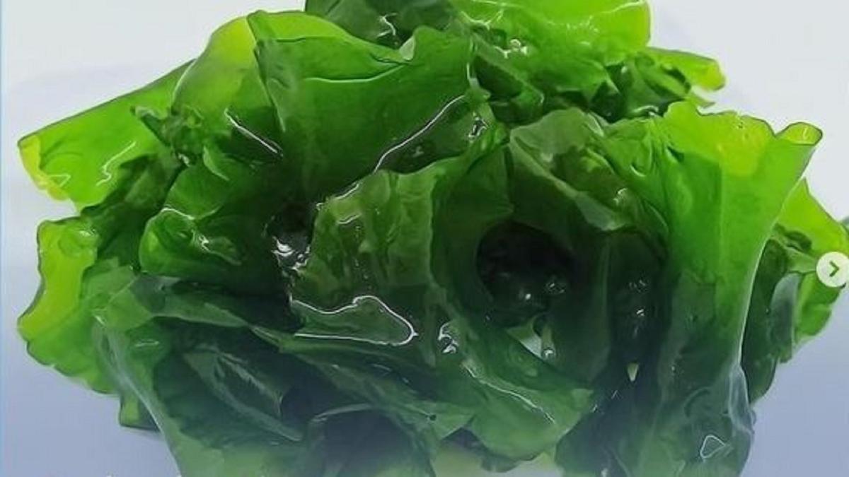 Selada Laut, Komoditas Bahari yang Bernutrisi Tinggi dan Kaya Manfaat ...