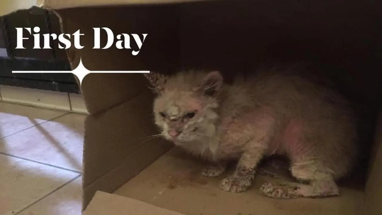 7 Potret Transformasi Kucing Buruk Rupa Berubah Jadi Cantik Ini Bikin ...