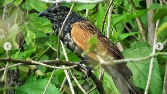 Bubut Alang-Alang, Penghuni Taman Nasional Gunung Ciremai - Lifestyle ...