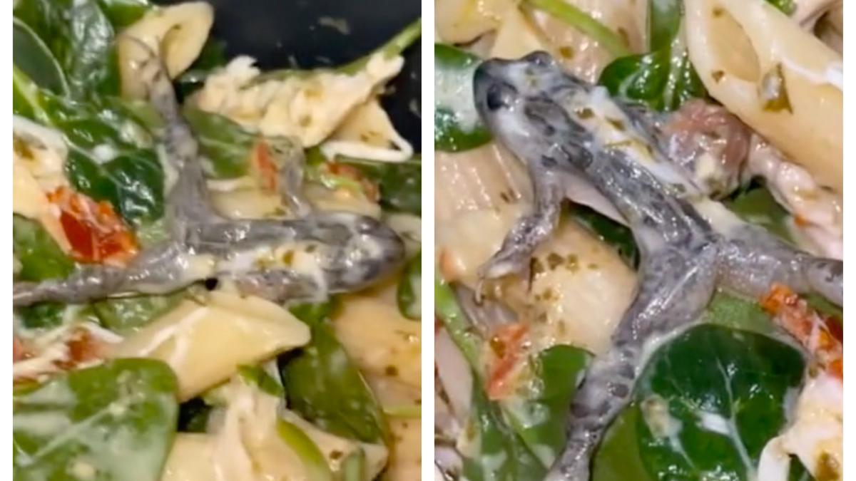 Bikin Tidak Nafsu Makan, Wanita Ini Temukan Katak Mati di Dalam Tumisan ...
