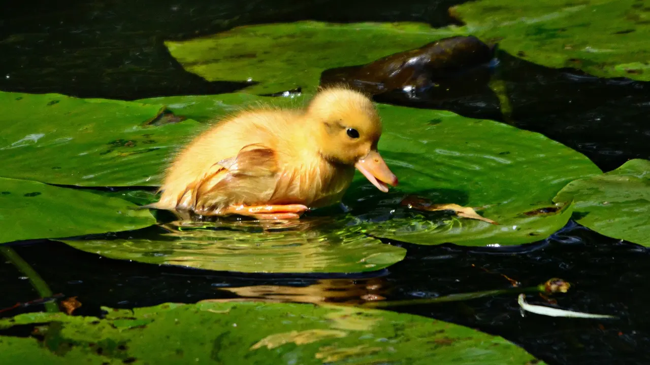 7 Cara Beternak Bebek Petelur untuk Pemula, dari Modal sampai Panen ...