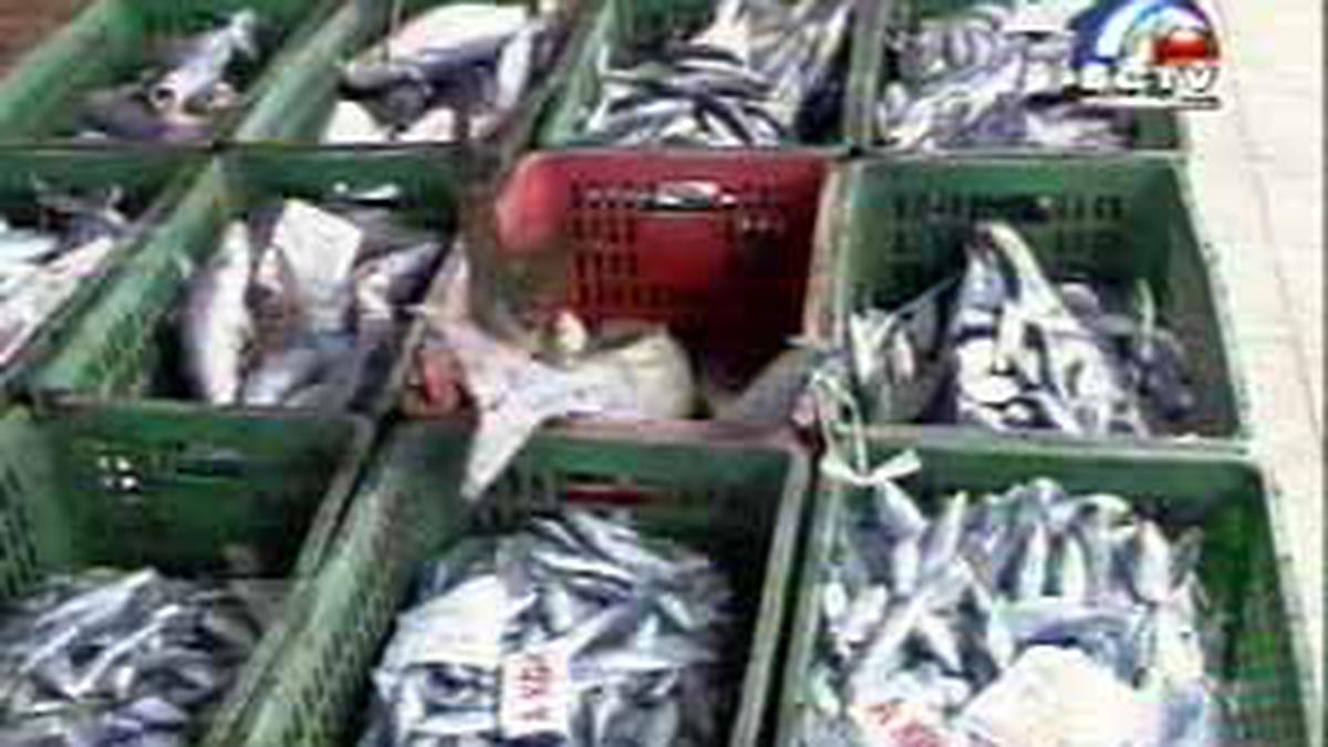 Harga Ikan Muara Angke Diturunkan - News Liputan6.com