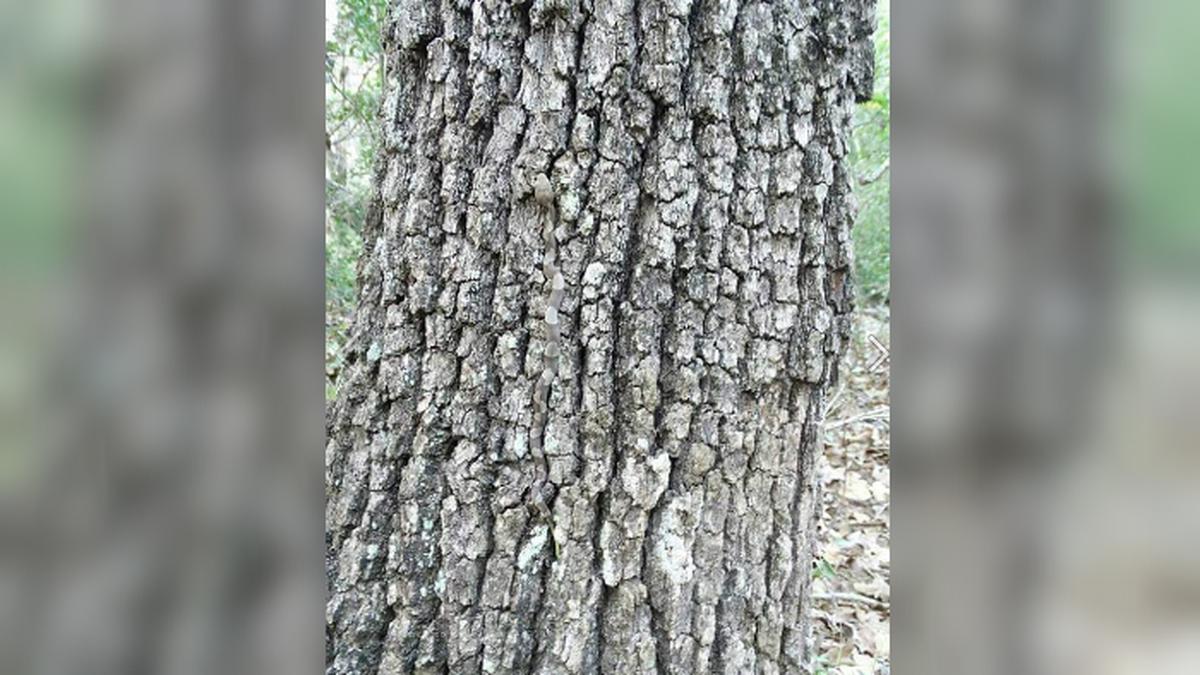 Dapatkah Anda Menemukan Ular Mematikan dalam Foto Ini? - Global ...