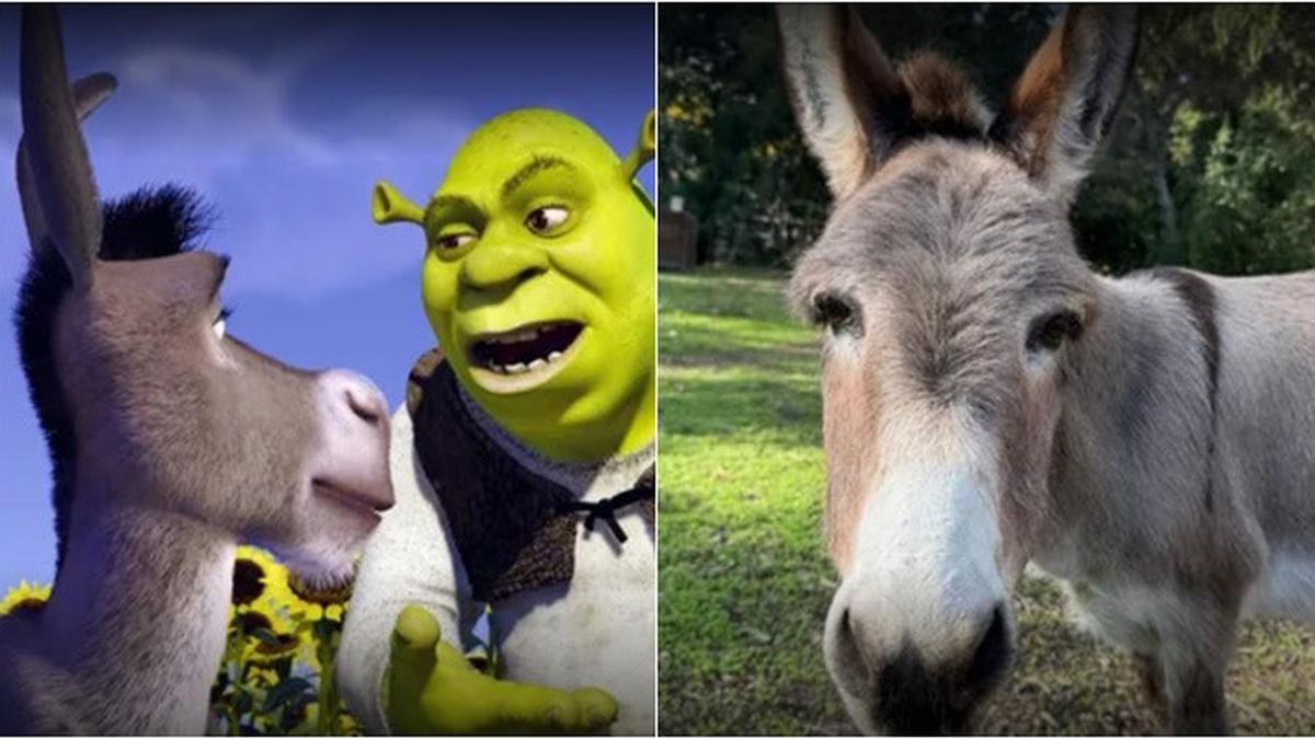 Perry 'Donkey' Model Karakter Keledai di Film Shrek Meninggal di Usia ...
