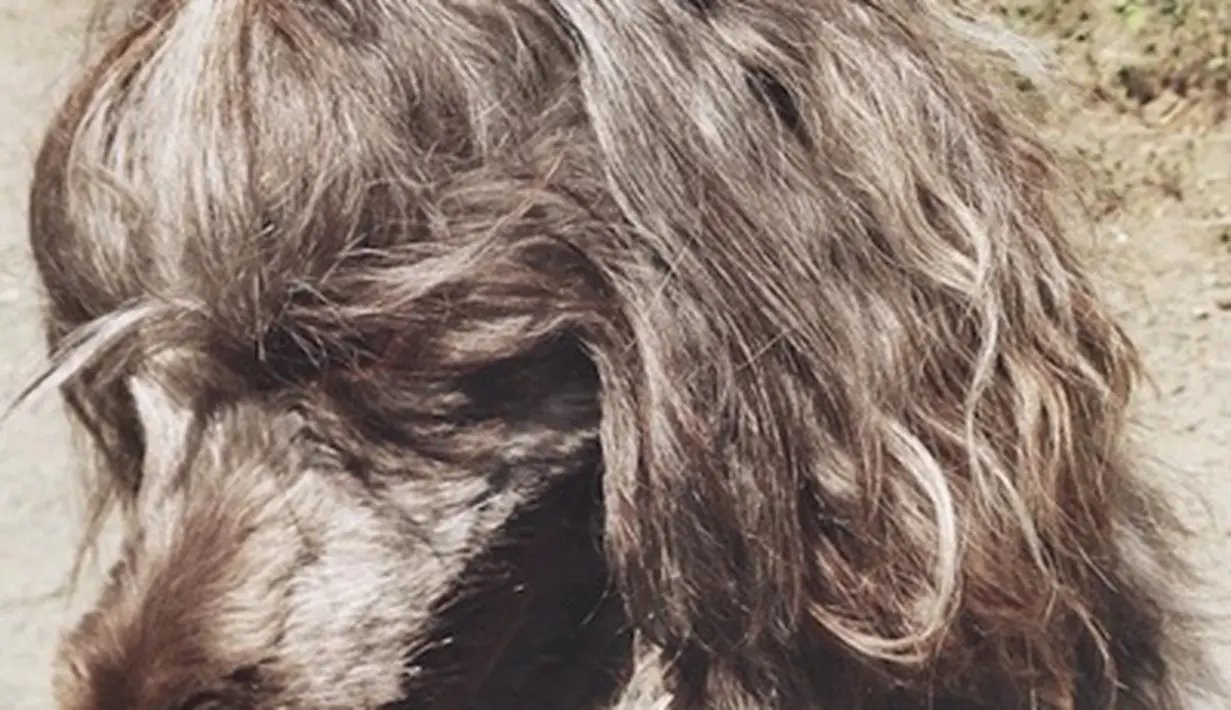Gaya Rambut Anjing Super Trendi Bikin Ia Tambah Cute Dan Mengagumkan