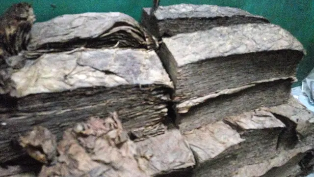 Mengenal Cerutu Favorit Raja Yogyakarta - Regional Liputan6.com