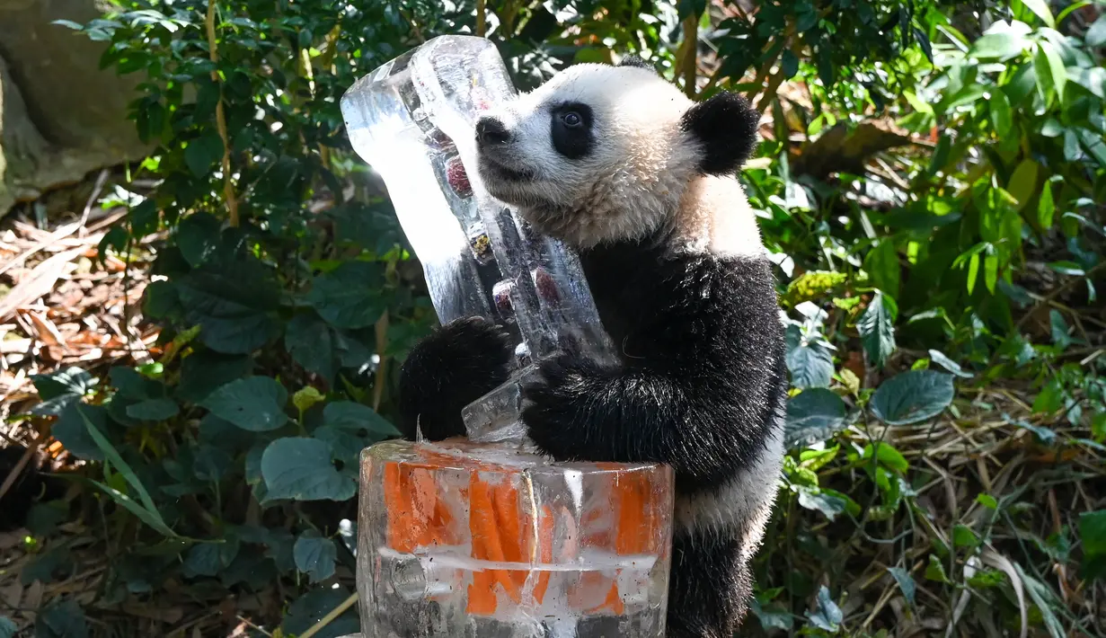 Panda Raksasa Kelahiran Singapura Menyambut Ulang Tahun Pertama - Foto ...