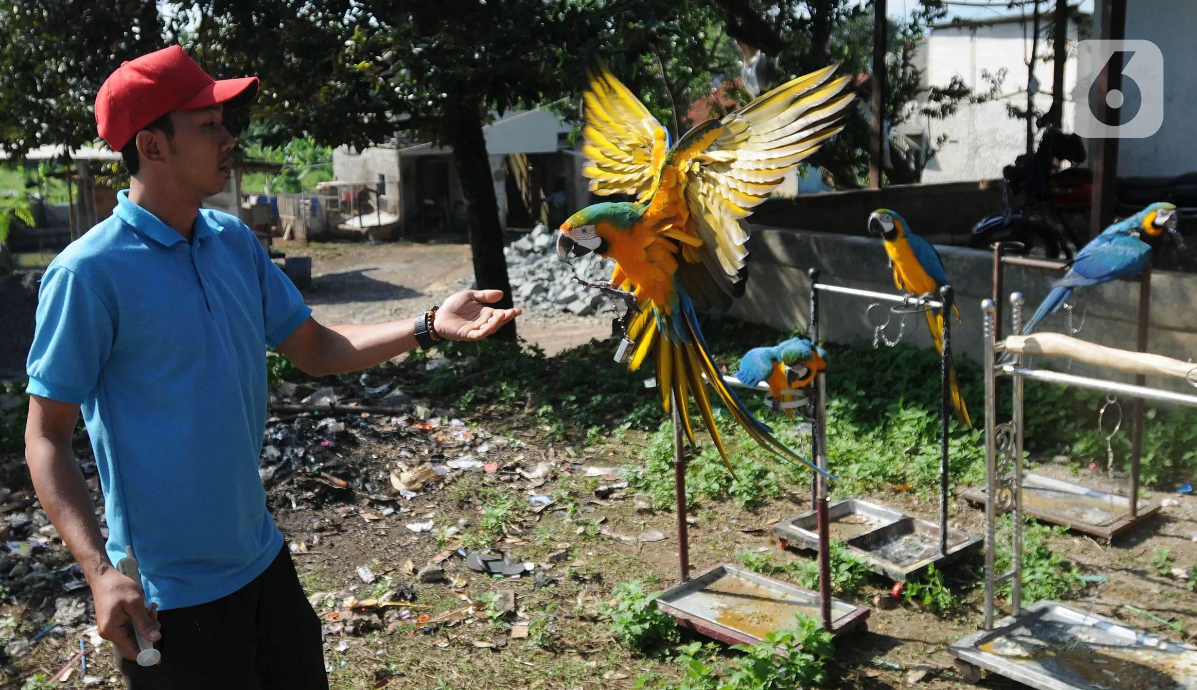 FOTO: Sekolah Burung Mahal - Foto Liputan6.com