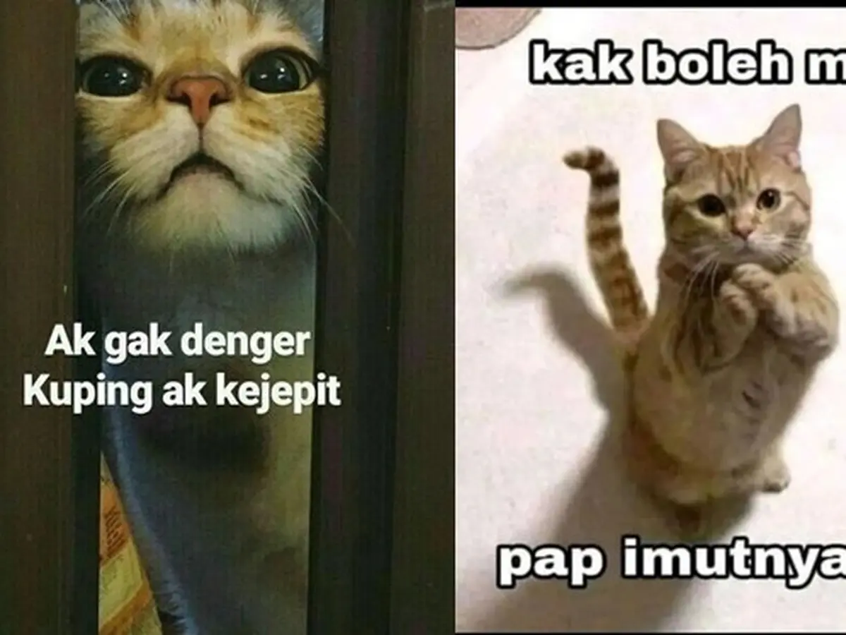 Memes Gambar Binatang Lucu Meme Lucu Soal Kucing, Pasti Bikin Kamu