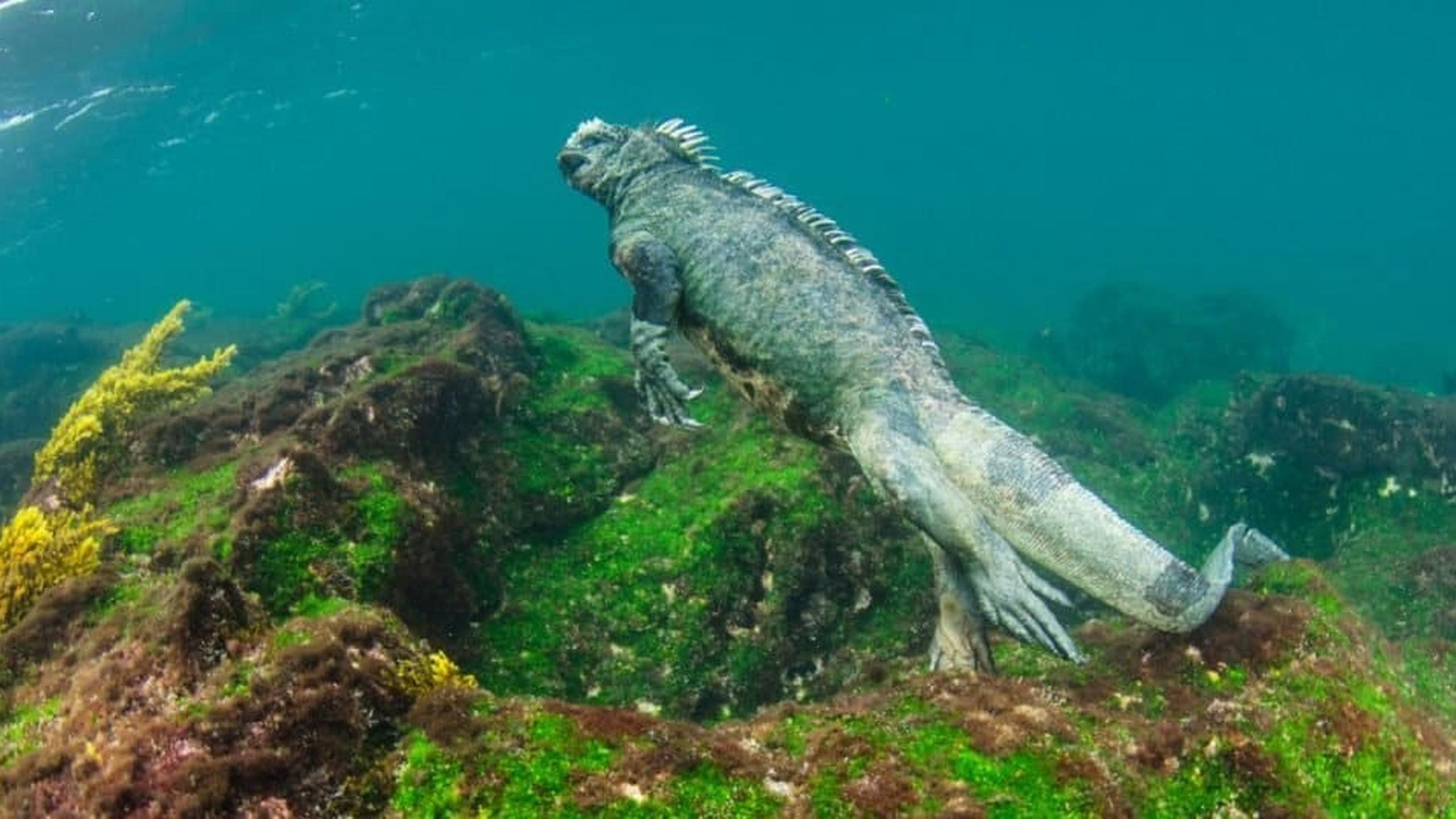Lebih Dekat dengan Iguana Laut, Wujudnya mirip 'Godzilla' Galapagos"