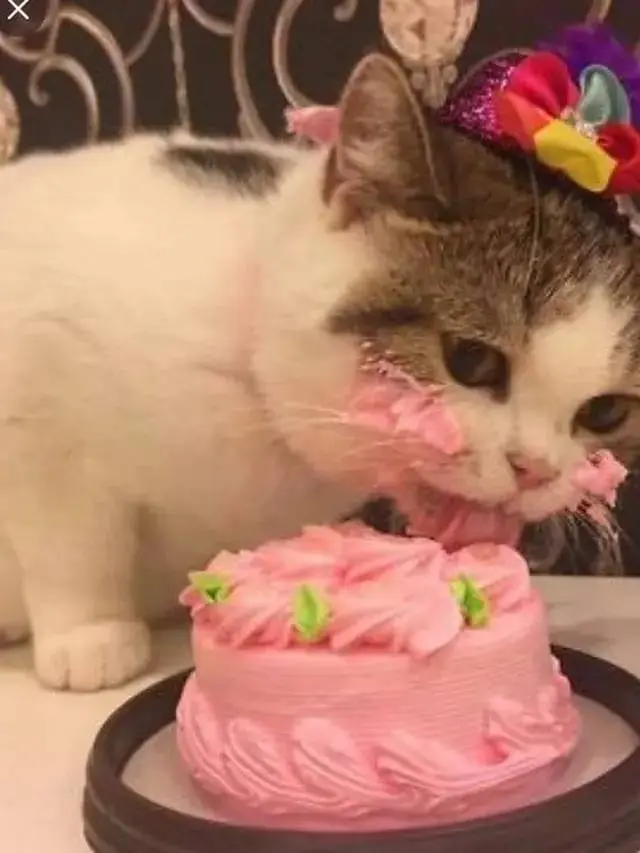 8 Potret Lucu Kucing saat Rayakan Ulang Tahun Ini Penampilannya Bikin Gemas - Hot Liputan6.com