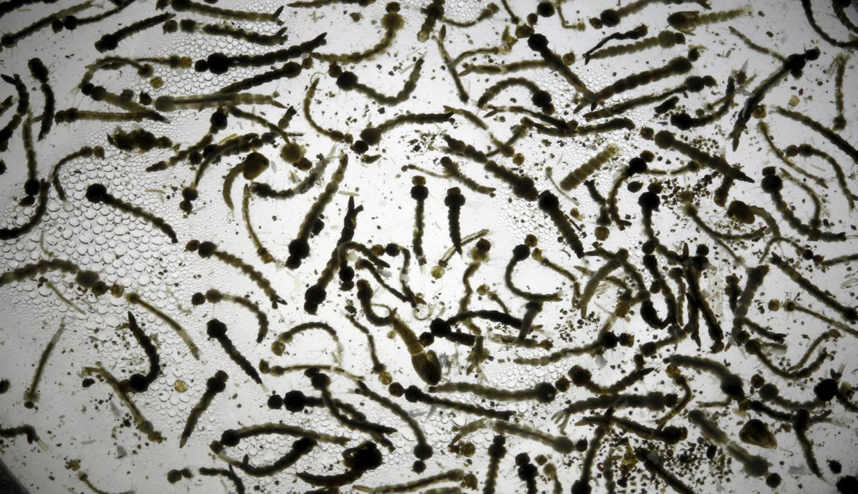 Inilah Larva Mematikan yang Mulai Mengancam Dunia - Foto Liputan6.com