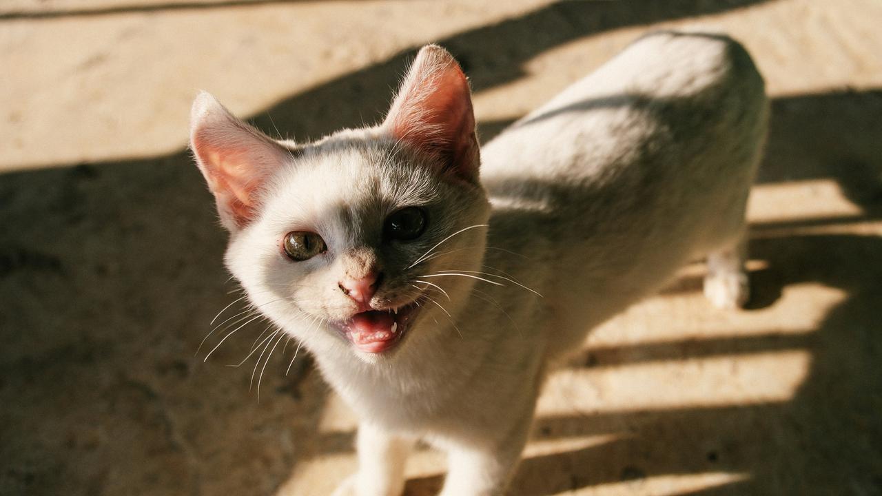 Arti Suara Meow Kucing, Cara Anabul Berkomunikasi dengan Pemilik
