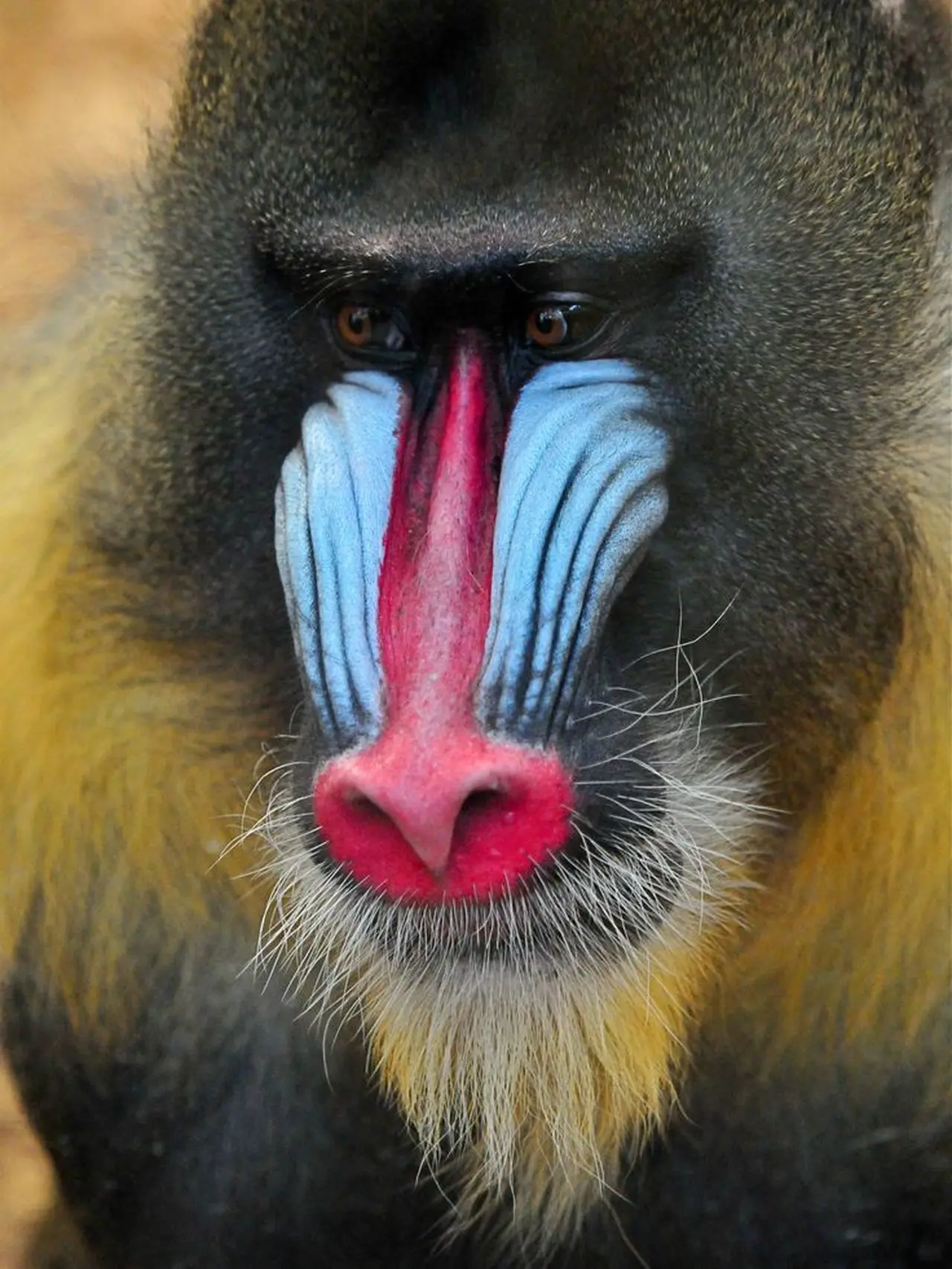 9 Jenis Monyet Terunik di Dunia, Ada yang Seperti Pakai Makeup ...