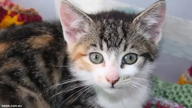 Perut Kucing Anda Membuncit, Hati-hati Infeksi Rahim! - Health Liputan6.com