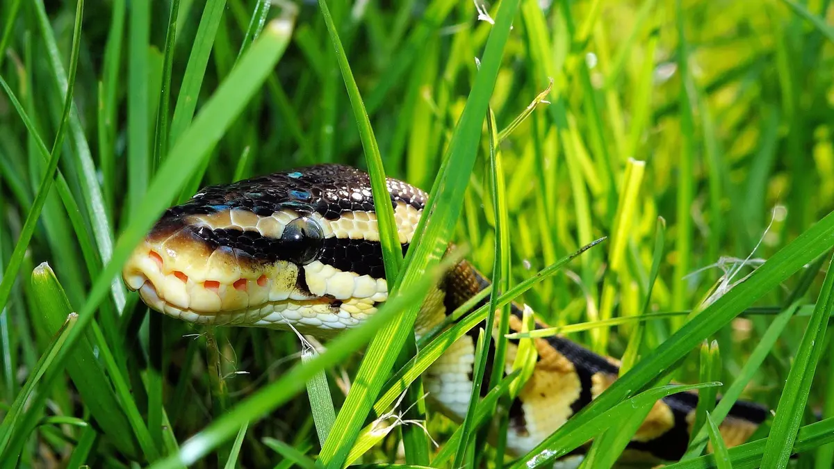 Berita Jenis Ular Berbisa di Indonesia Hari Ini - Kabar Terbaru Terkini ...