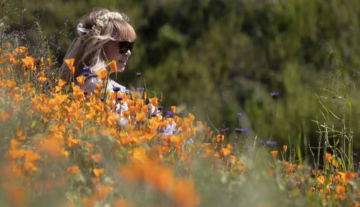 FOTO: Keindahan Bunga Poppy Liar yang Mekar di California - Foto ...