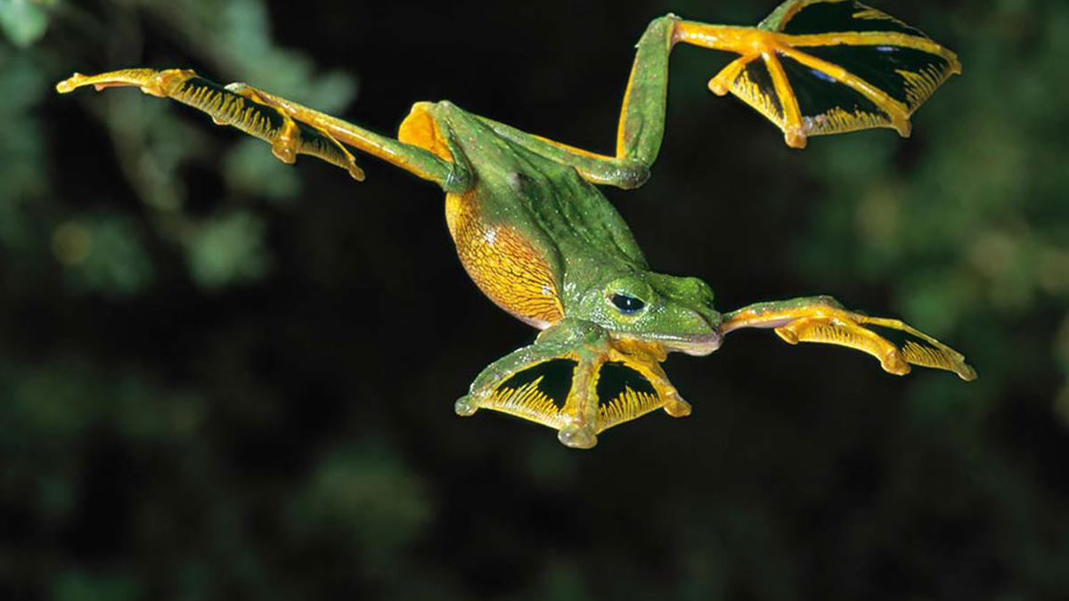 Kodok Super Keren Yang Ada di Dunia - Photo Fimela.com