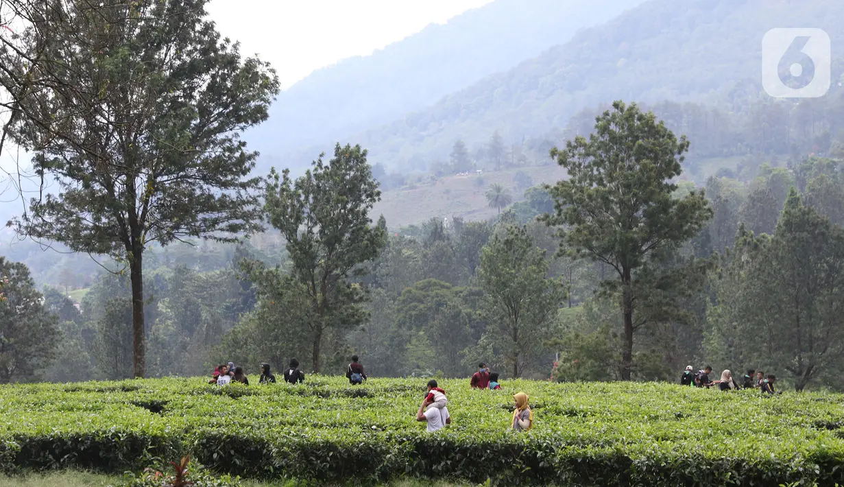 FOTO: Libur Panjang Akhir Pekan, Warga Berwisata di Kawasan Kebun Teh ...