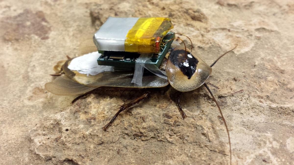 Peneliti Berhasil Ciptakan Robot Kecoak