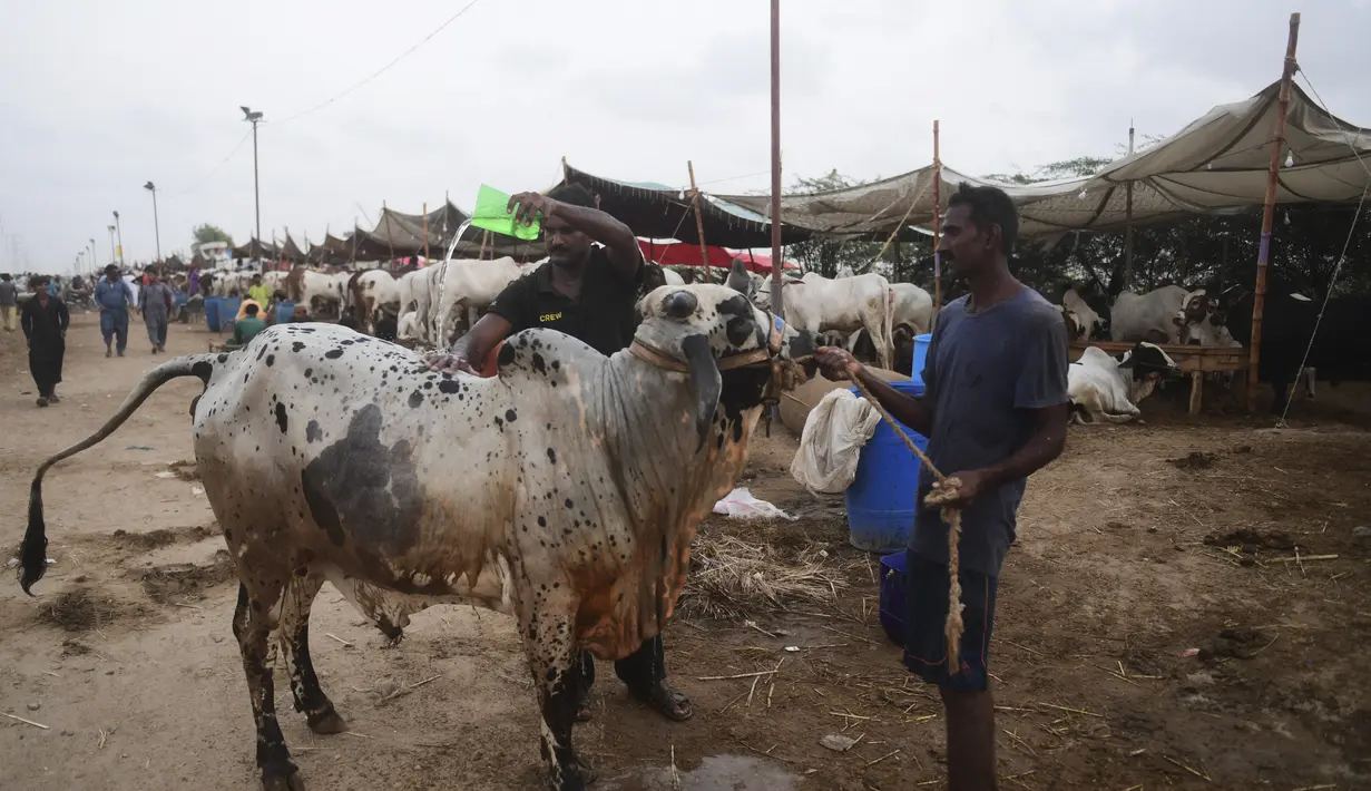 FOTO: Potret Ramai Pasar Ternak di Pakistan Jelang Idul Adha - Foto Liputan6.com