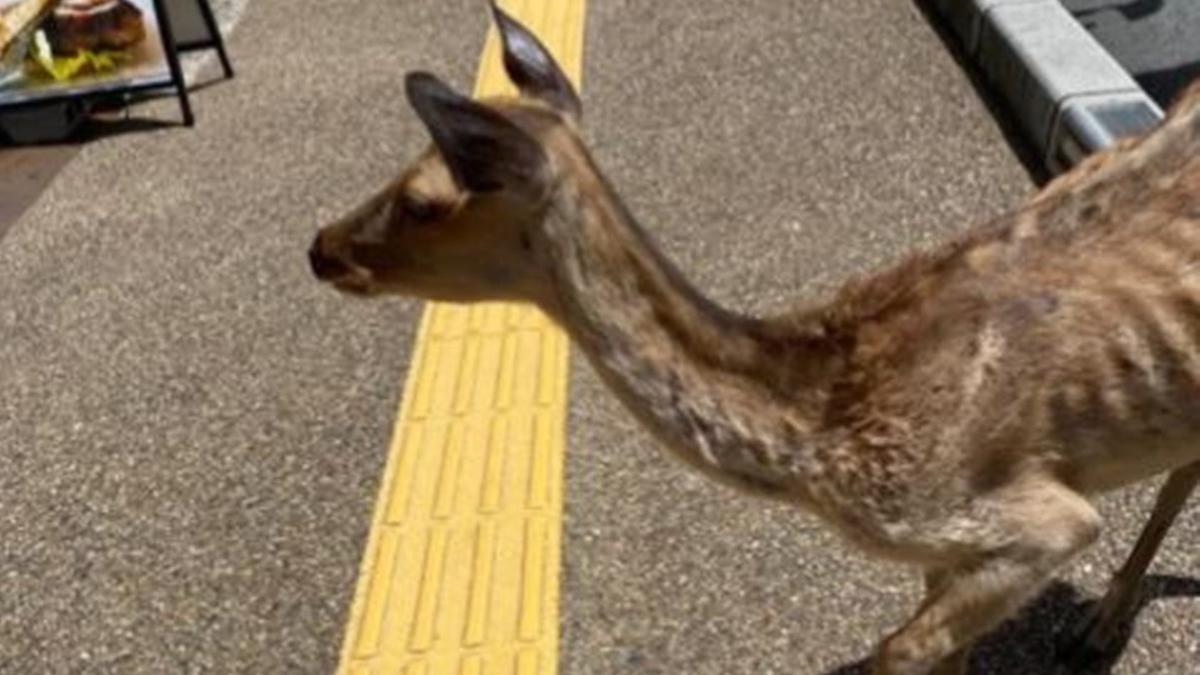 Foto Miris Perlihatkan Rusa Kurus di Nara Jepang