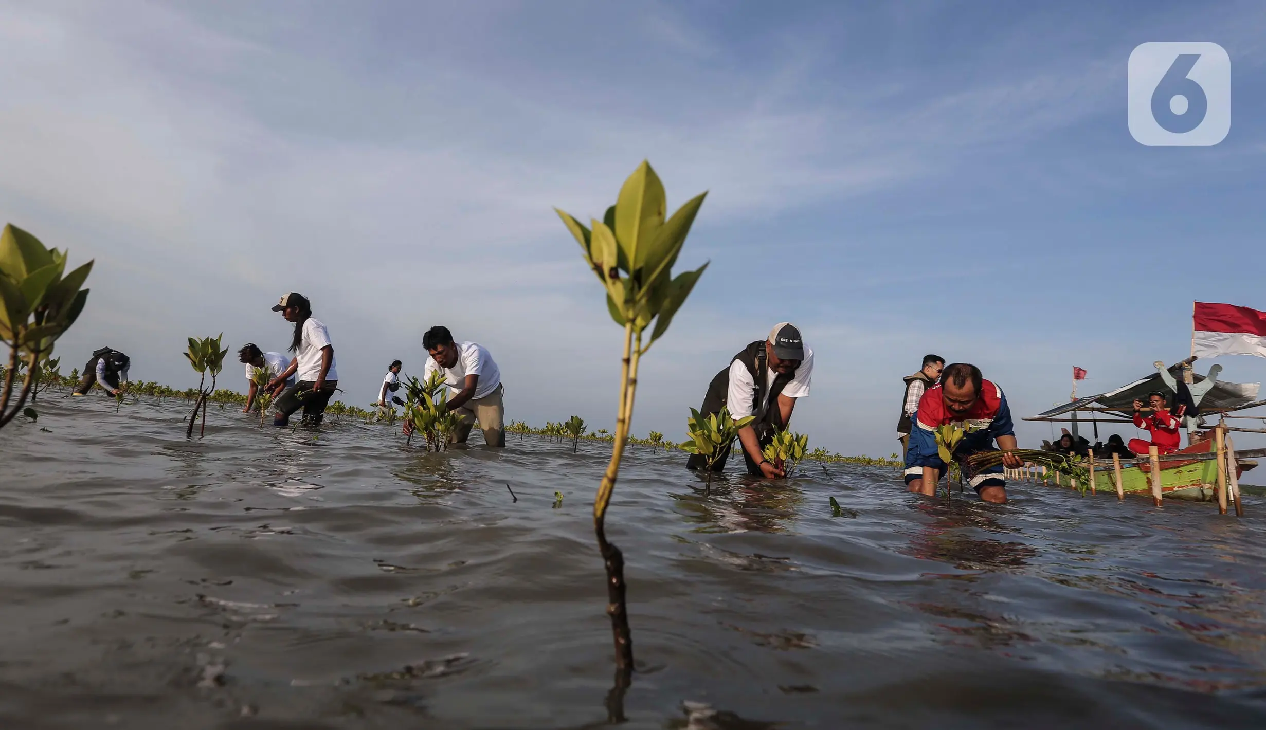 Jaga Kawasan Pesisir, Pertamina Tanam Ribuan Bibit Mangrove di Pantai ...