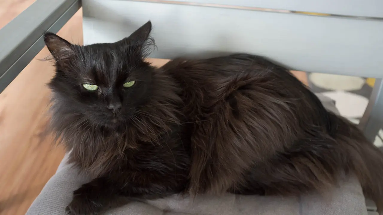 Jarang Dilirik, 5 Ras Kucing Berbulu Hitam ini Cocok Jadi Hewan ...