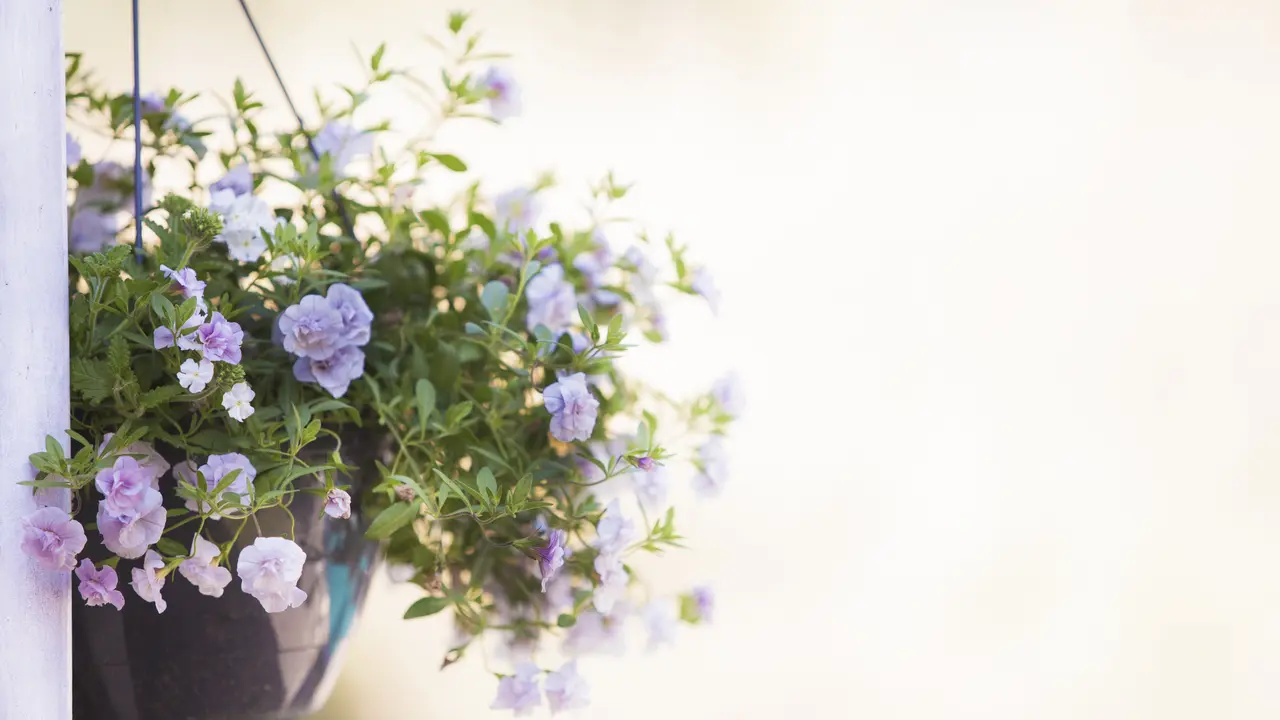 Cara Membuat Pot Bunga dari Botol Bekas yang Digantung, Unik - Hot ...