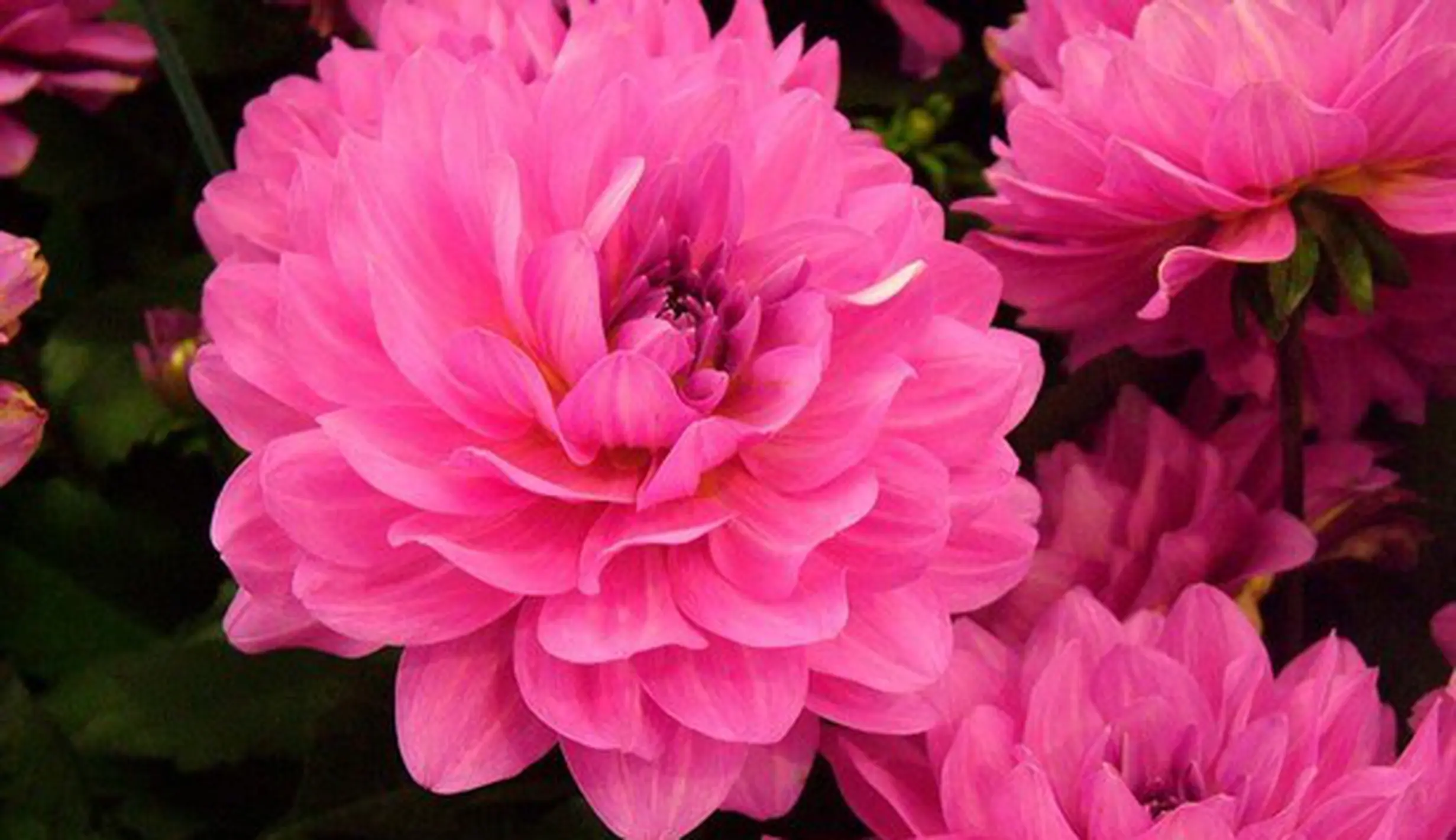 Ini Dia Bunga Bunga Tercantik Di Dunia