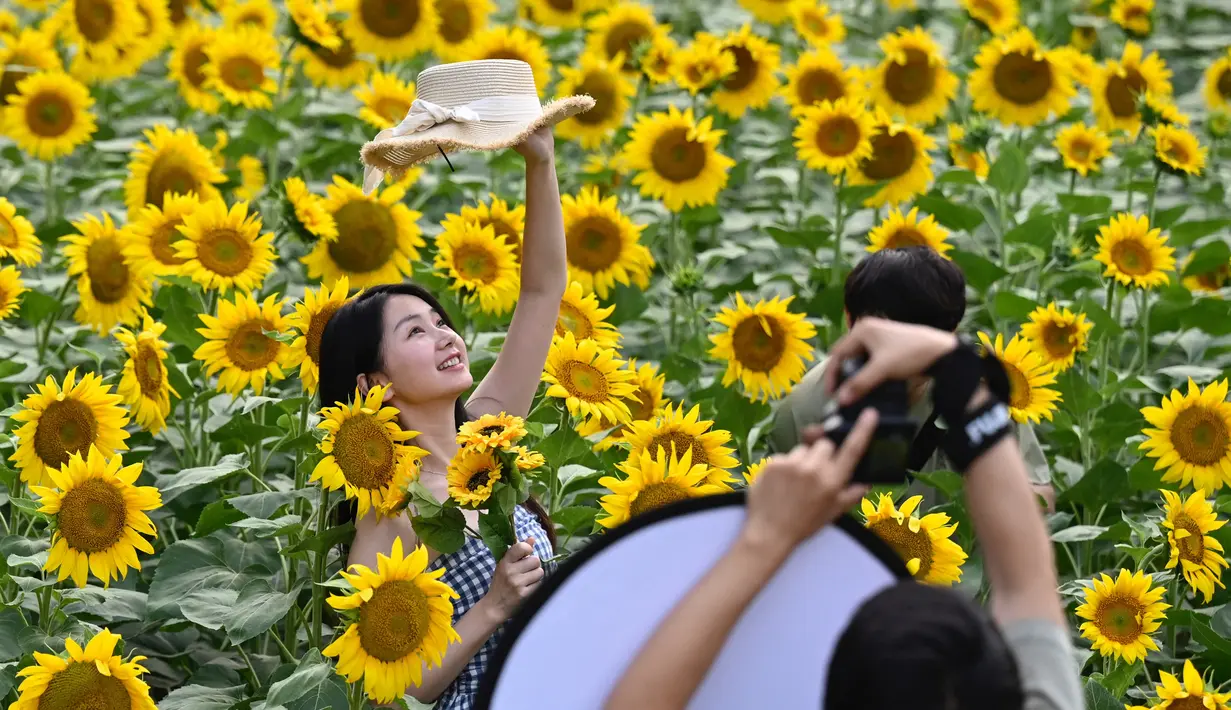 Hamparan Keindahan Bunga Matahari di Beijing - Foto Liputan6.com