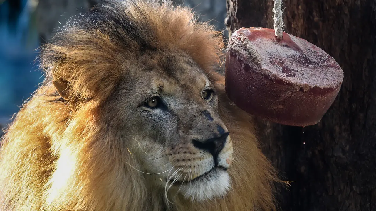 6 Fakta Unik Maroko, Negara Islam Berjuluk Singa Atlas yang Penuh ...