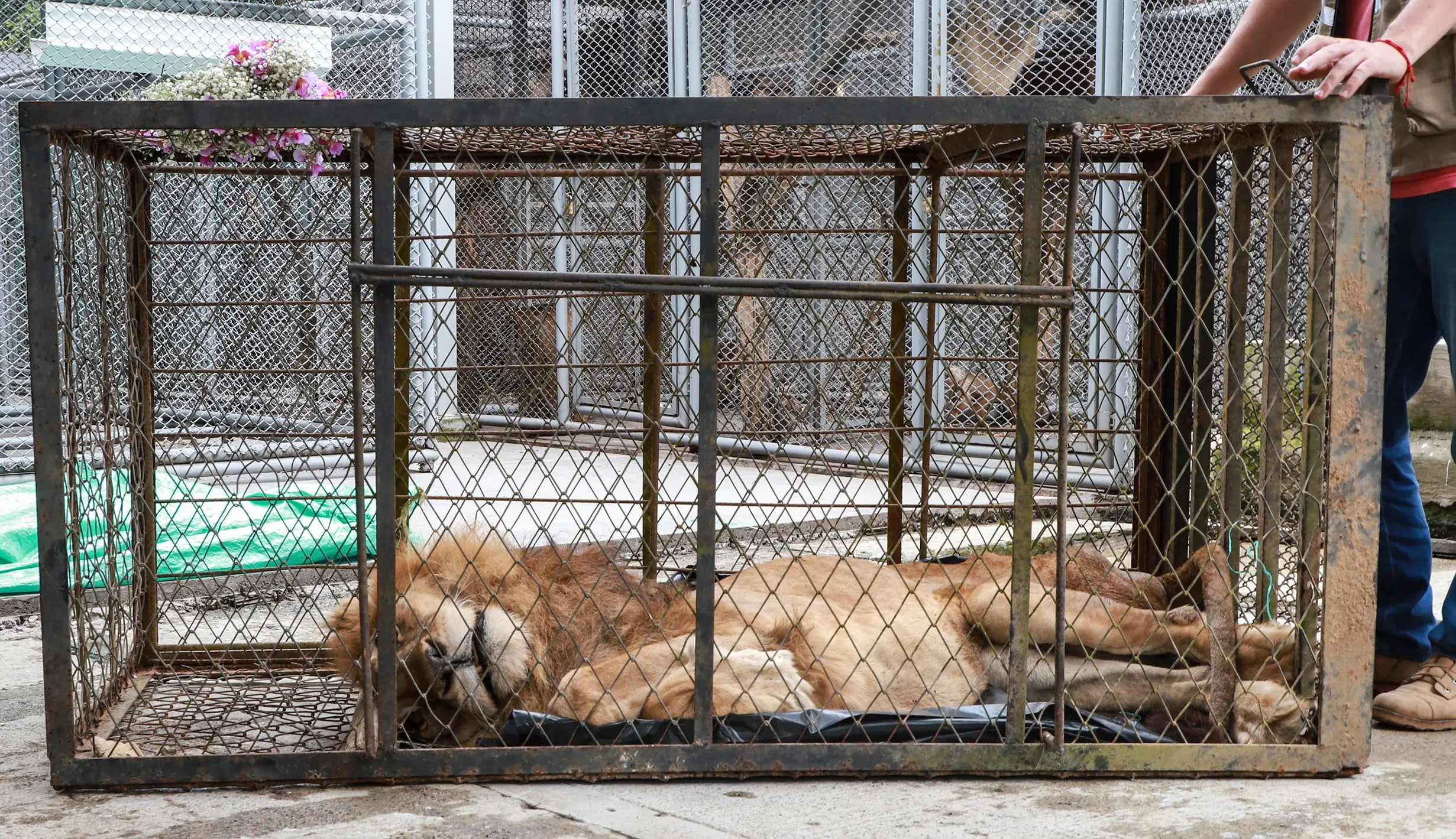 FOTO: Momen Penyelamatan Singa Tua di Kolombia - Foto Liputan6.com