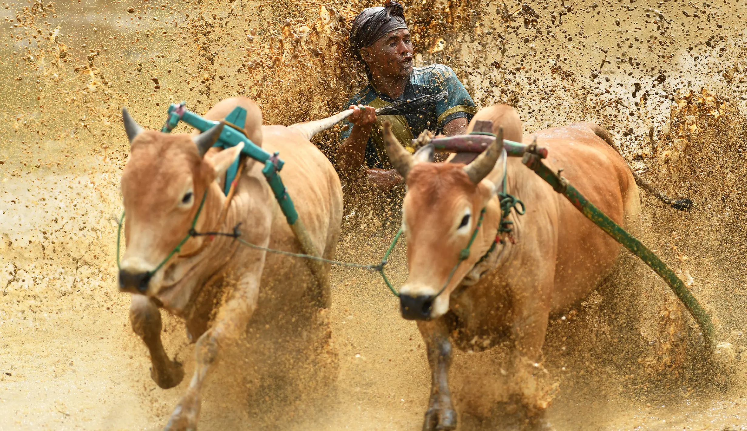 FOTO: Pacu Jawi, Pesta Tradisi ala Sumatera Barat - Foto Liputan6.com