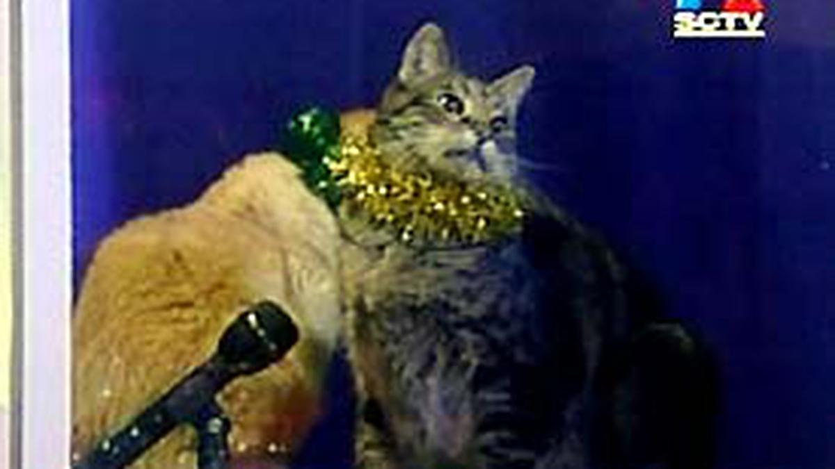 Jingle Cats, Nyanyian Kucing Peliharaan - Global Liputan6.com