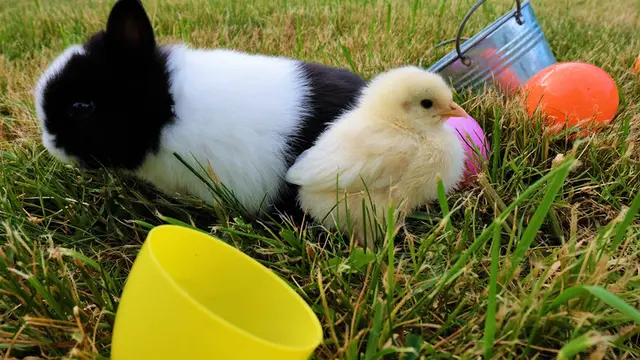 10 Jenis Kelinci Hias dan Harganya, Bisa Jadi Pilihan Hewan Peliharaan ...