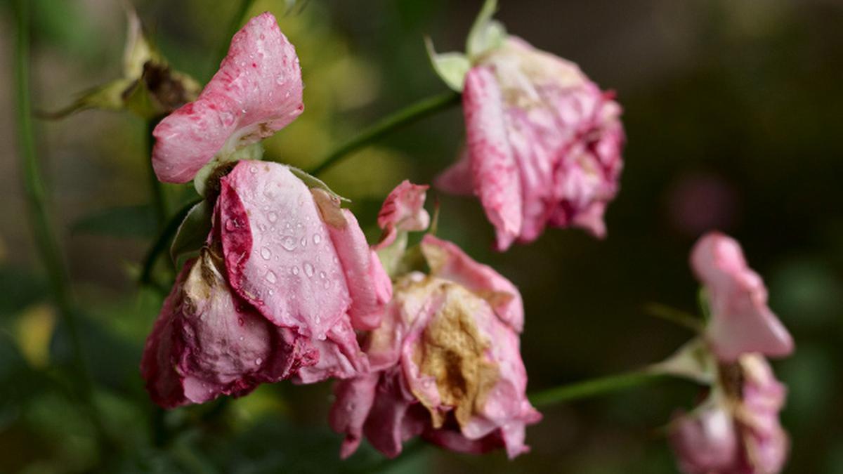 Kegunaan Bunga Mati untuk Rumah Anda - Lifestyle Liputan6.com