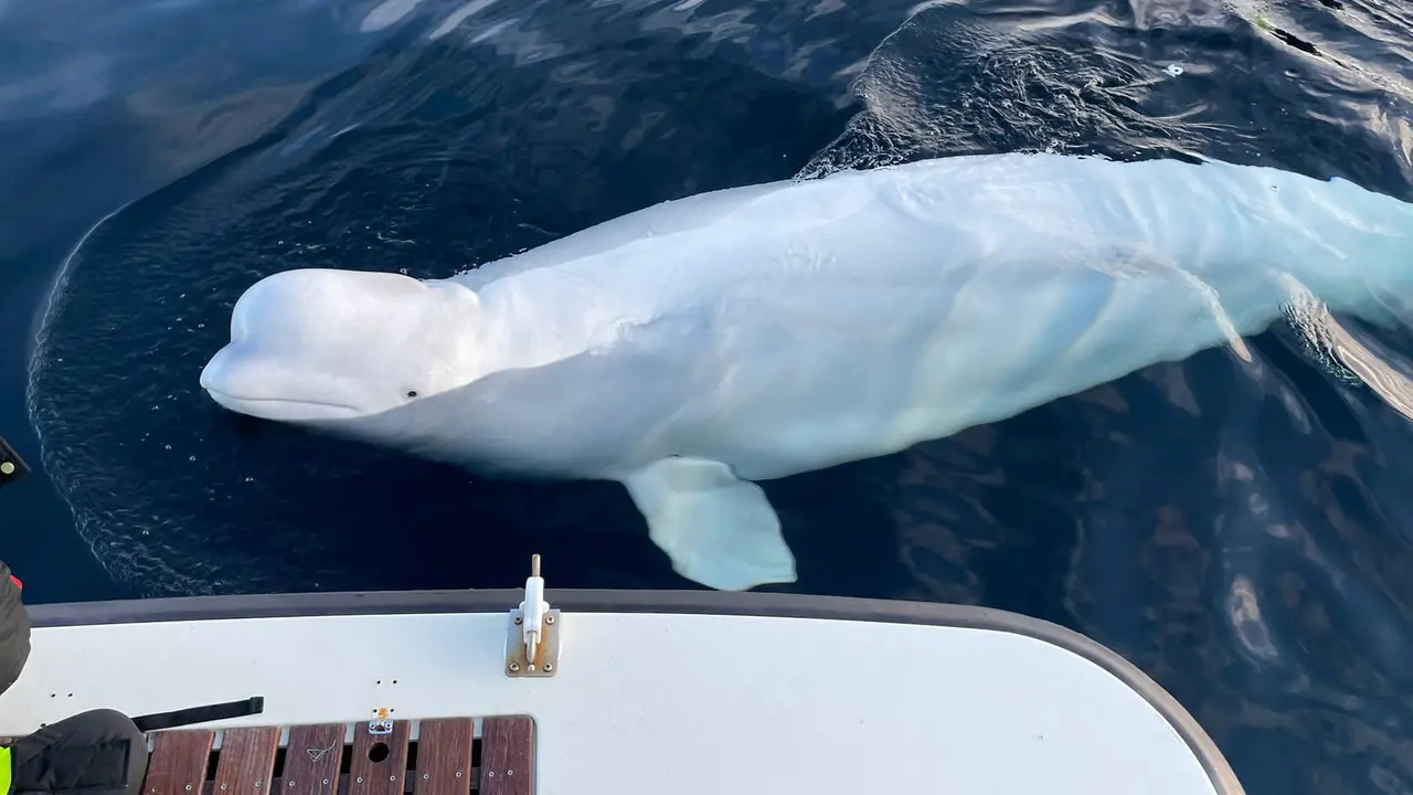 10 Fakta Menarik Paus Beluga, Sang Kenari Laut Arktik yang Memukau