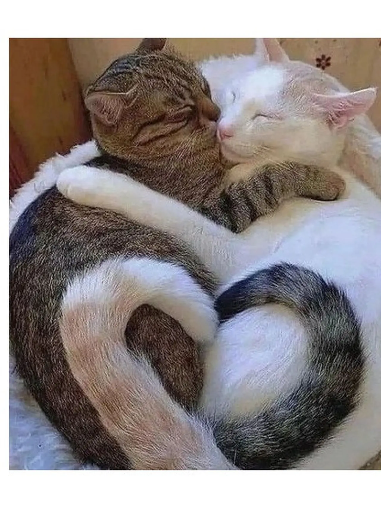 6 Potret Dua Kucing Beraksi Bentuk Love Ini Menggemaskan, Momen Langka ...