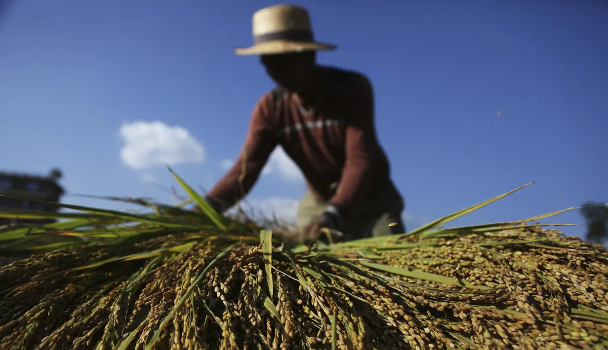 FOTO: Geliat Panen Padi Petani Nepal - Foto Liputan6.com