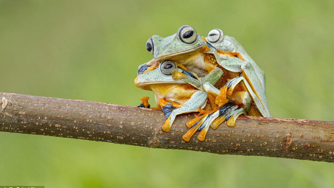 9 Hewan Ini Dipercaya Bisa Terbang di Udara, Ternyata Tak Hanya Burung